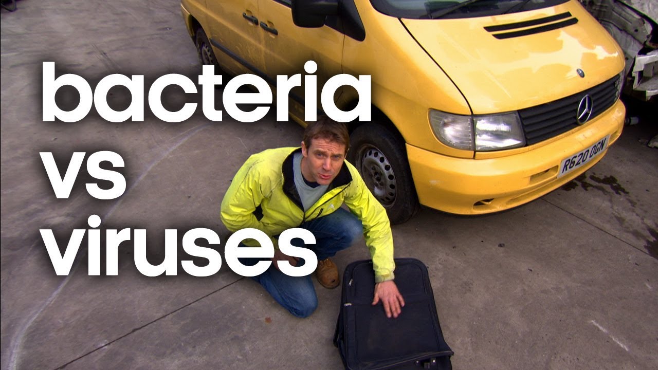 Bacteria vs Viruses: The Difference and How to Fight them | Earth Science