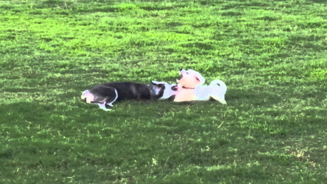 Husky and Great Pyrenees pups playing