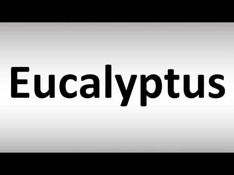 How to Pronounce Eucalyptus