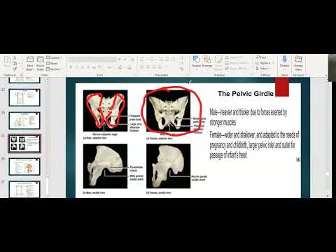 Ch 8 - Video C - Appendicular skeleton