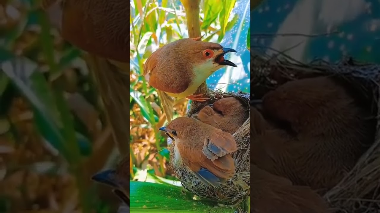 CANTOS DE PÁSSAROS MAIS LINDO