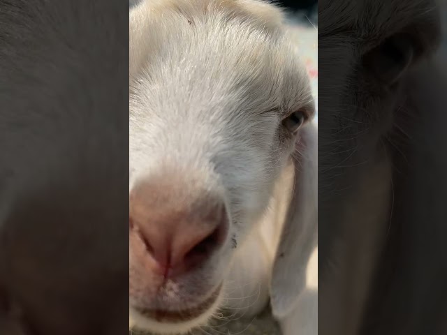 แพะ | วิดีโอครีเอเตอร์ :: OS