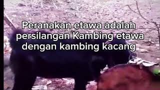 Mengenal Mokomokai, Kepala Manusia yang Diawetkan oleh Suku Maori oleh ...