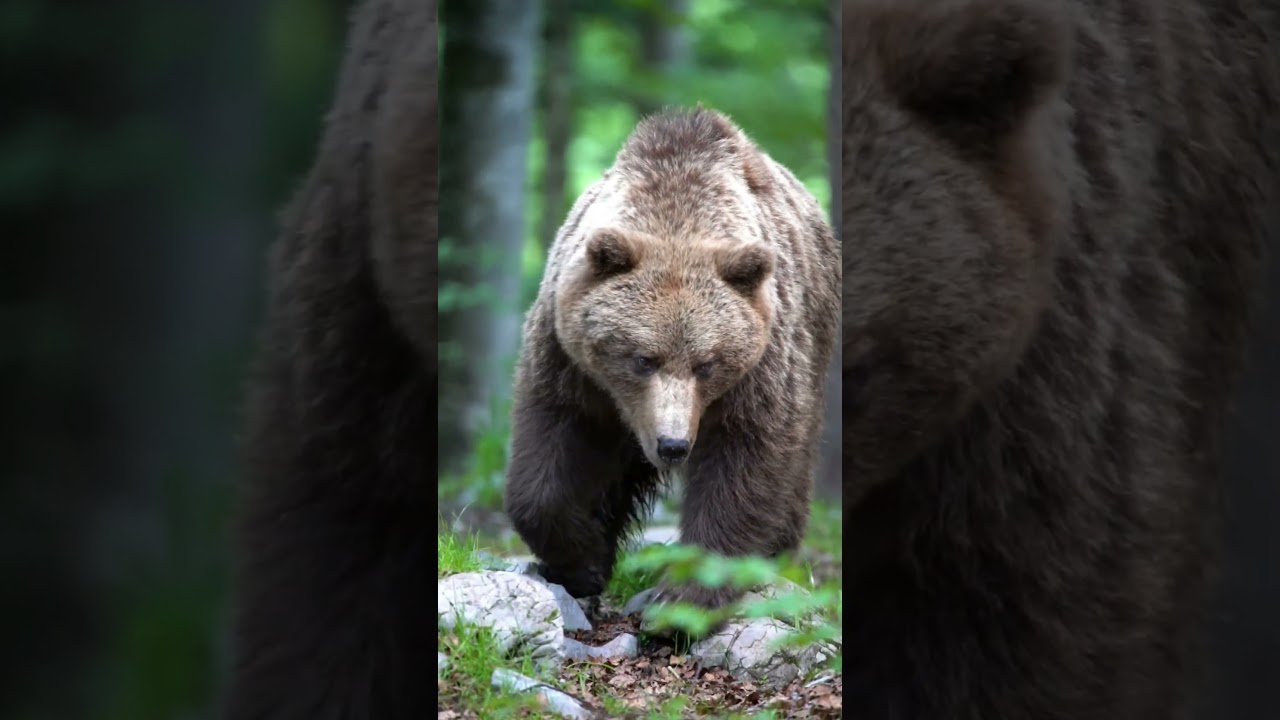 Ontdek de mooiste wilde dieren van over de hele wereld!