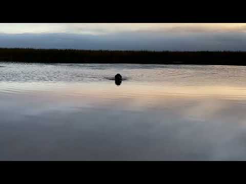Picardy Spaniel