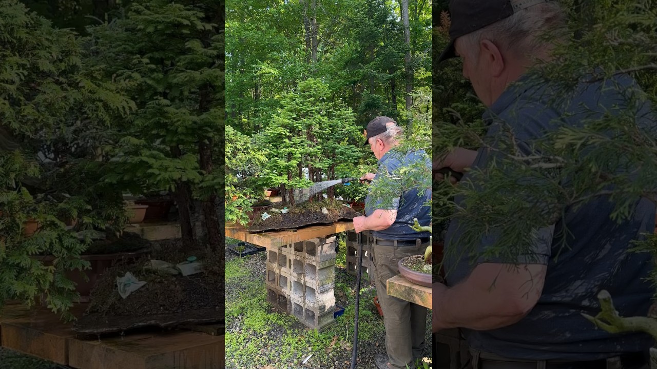 The majestic Metasequoia forest #bonsai