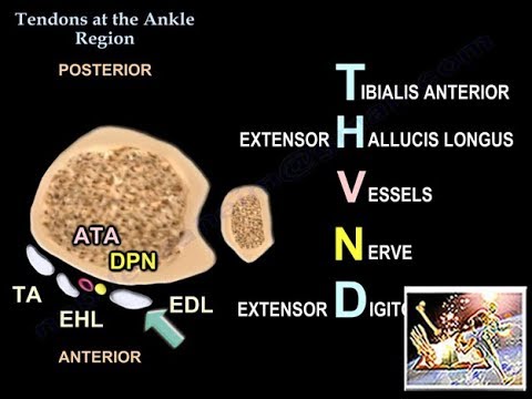 Tendons At The Ankle Region - Everything You Need To Know - Dr. Nabil Ebraheim