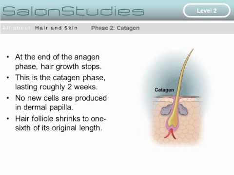 The Growth Stages of Hair