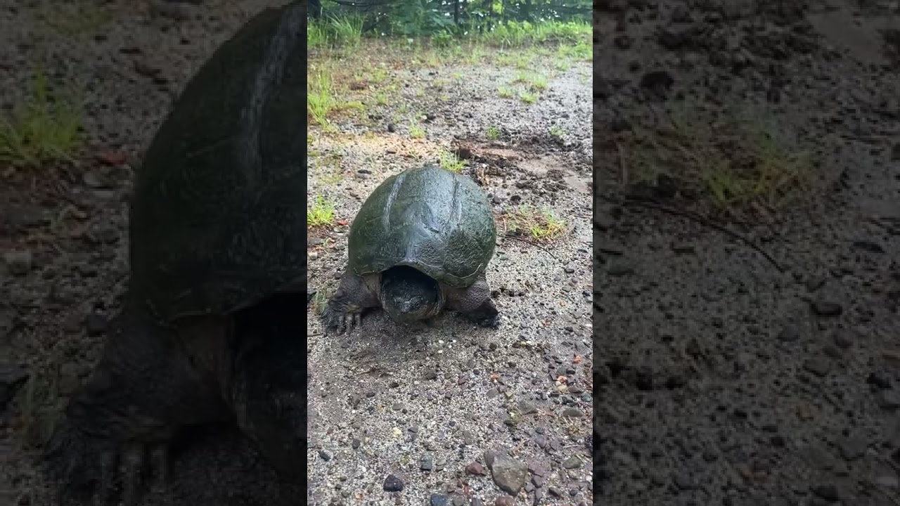 The common snapping turtle (Chelydra serpentina)