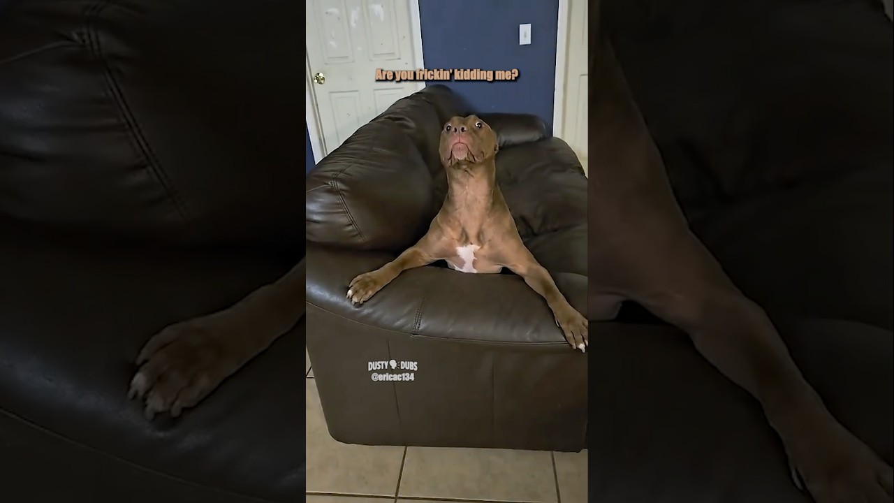 Aging Dog 🎥: @ericac134 #shorts