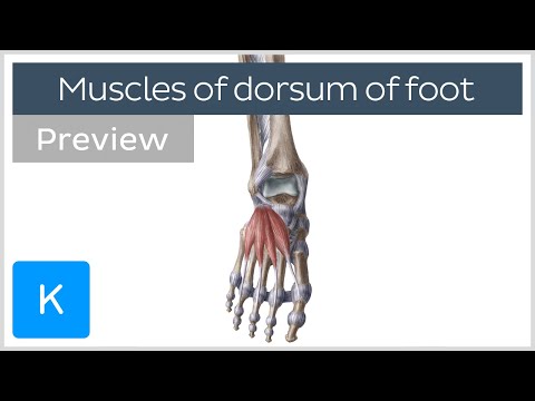 Muscles of the Dorsum of the Foot (preview) - Human Anatomy | Kenhub