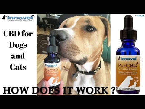 CBD for Dogs and Cats (Innovet Pet products PurCBD+)