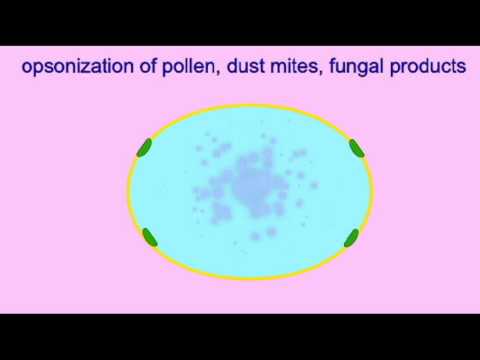 ASTHMA: SURFACTANT