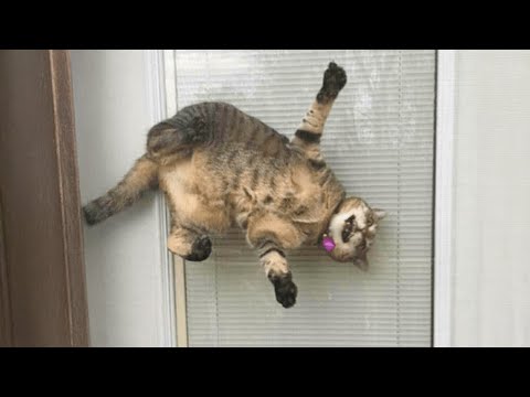 No One Defeats a Catβ¦ πFunniest Cat Videos 2025