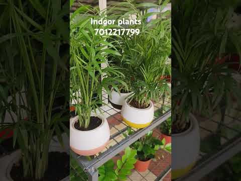 Indoor palm for sale.