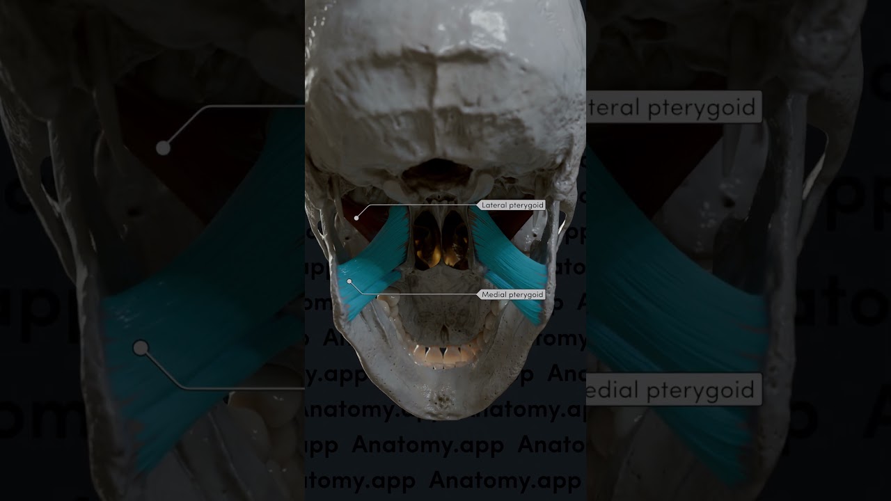 Action of the lateral and medial pterygoids during elevation and depression of the mandible