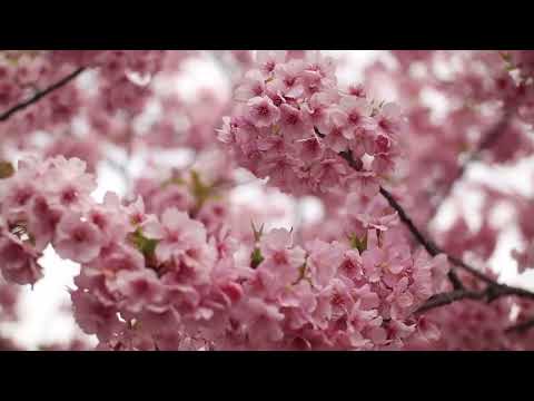 Best Tree Service Near Me Cumming (770) 470-0481: Find The Perfect Tree Care Solution