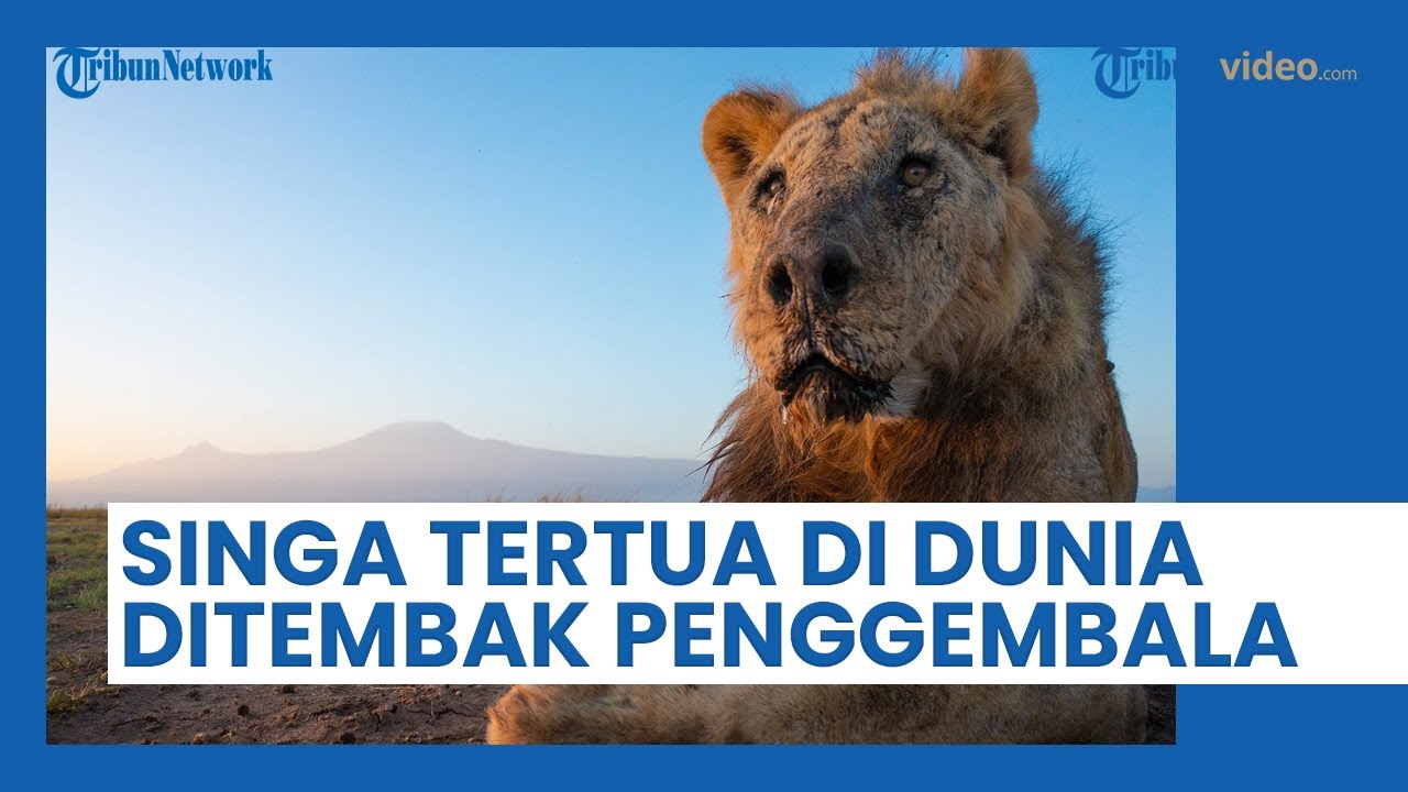 Kisah sedih Singa Tertua di Dunia yang Mati Karena Ditembak Penggembala ...