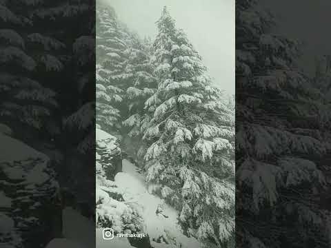 Snowfall In India. #kashmir #gulmarg #wanderlust #india #snowfall #shorts #youtubeshorts #trending