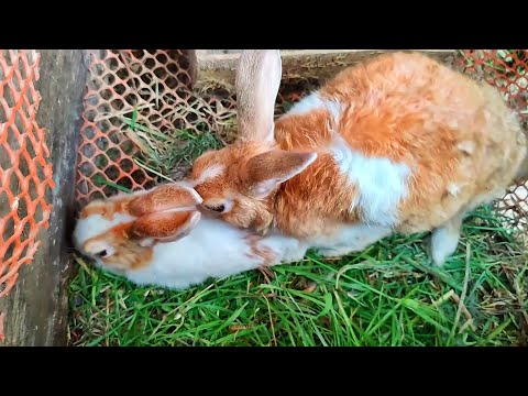 Rabbit Mating Sounds