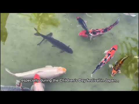 The myths of Japanese koi 1
