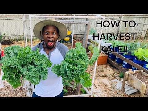 How to Harvest Kale So That It Will Grow Again & Again! Kale for a LIFETIME!!