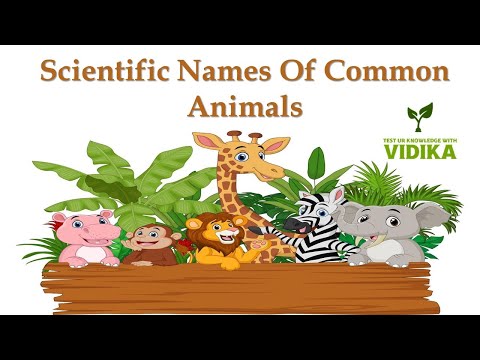 Quiz on Scientific Names of Most Common Animals | Test your knowledge on Scientific name of animals