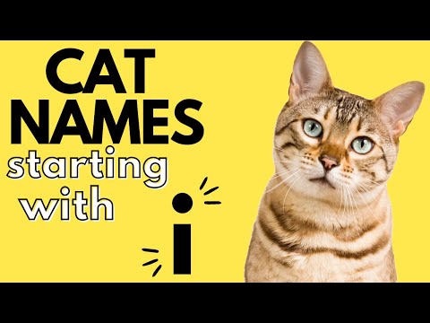 50+ Cat Names Starting With "I" | Boy and Girl Cat Names | I Cat Names