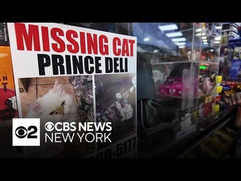 Stolen Brooklyn bodega cat mystery continues as new video emerges