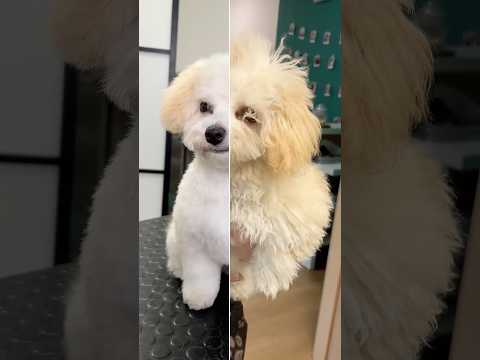 Maltipoo puppy's FIRST Grooming! 😍 (too cute!)