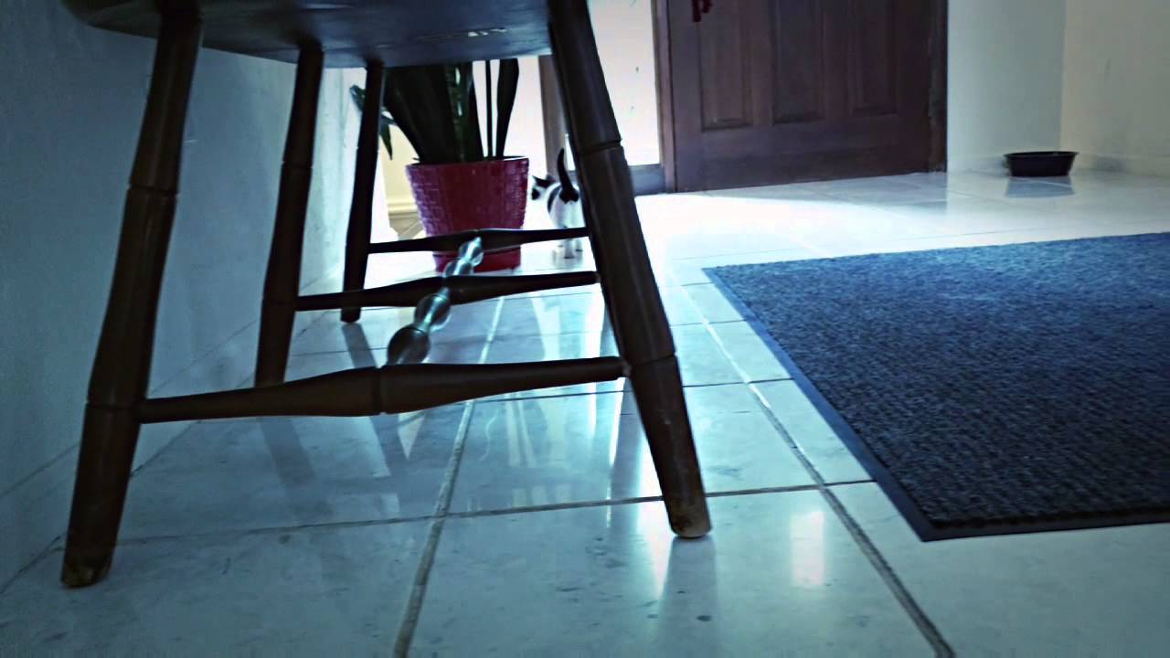 Maisy, Ruby, and Max explore the living room