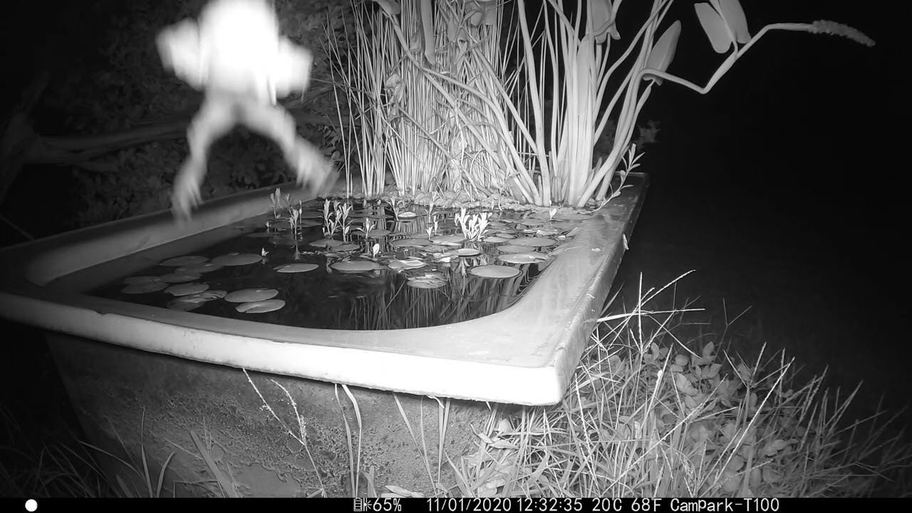 Green Tree Frog Jumps On The Camera