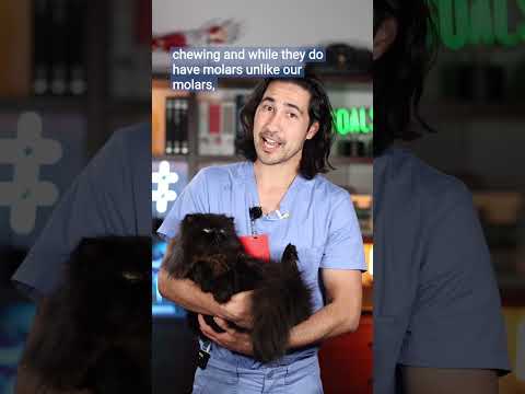 Cats Can’t Chew Like We Can! Doctor explains #cat #persiancat #blackcat