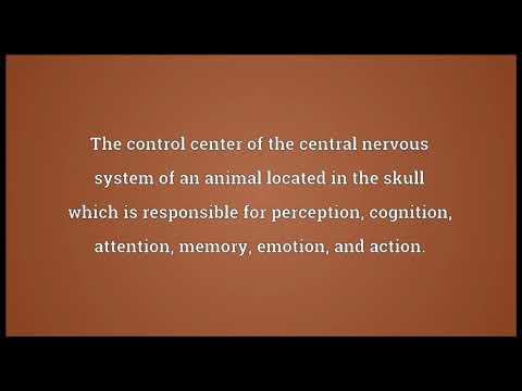 brain meaning in English