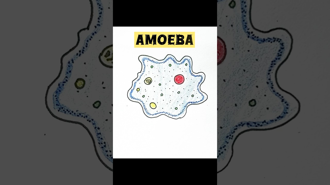 Amoeba diagram simple and easy #biology #science #trending #art #easydrawings #viralvideo #ytshorts