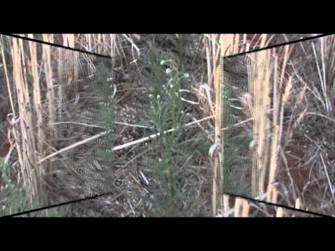 Fleabane in fallows - December 2011