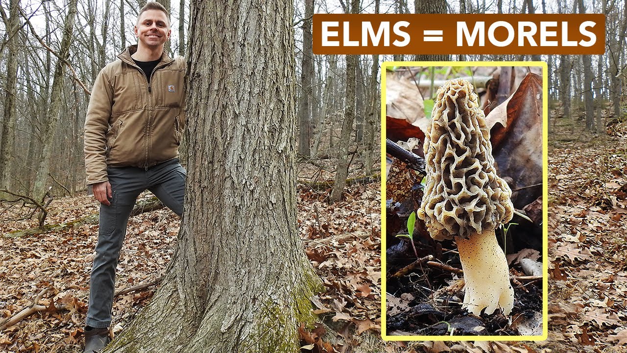 Having Trouble Identifying Elms?  Look For This.