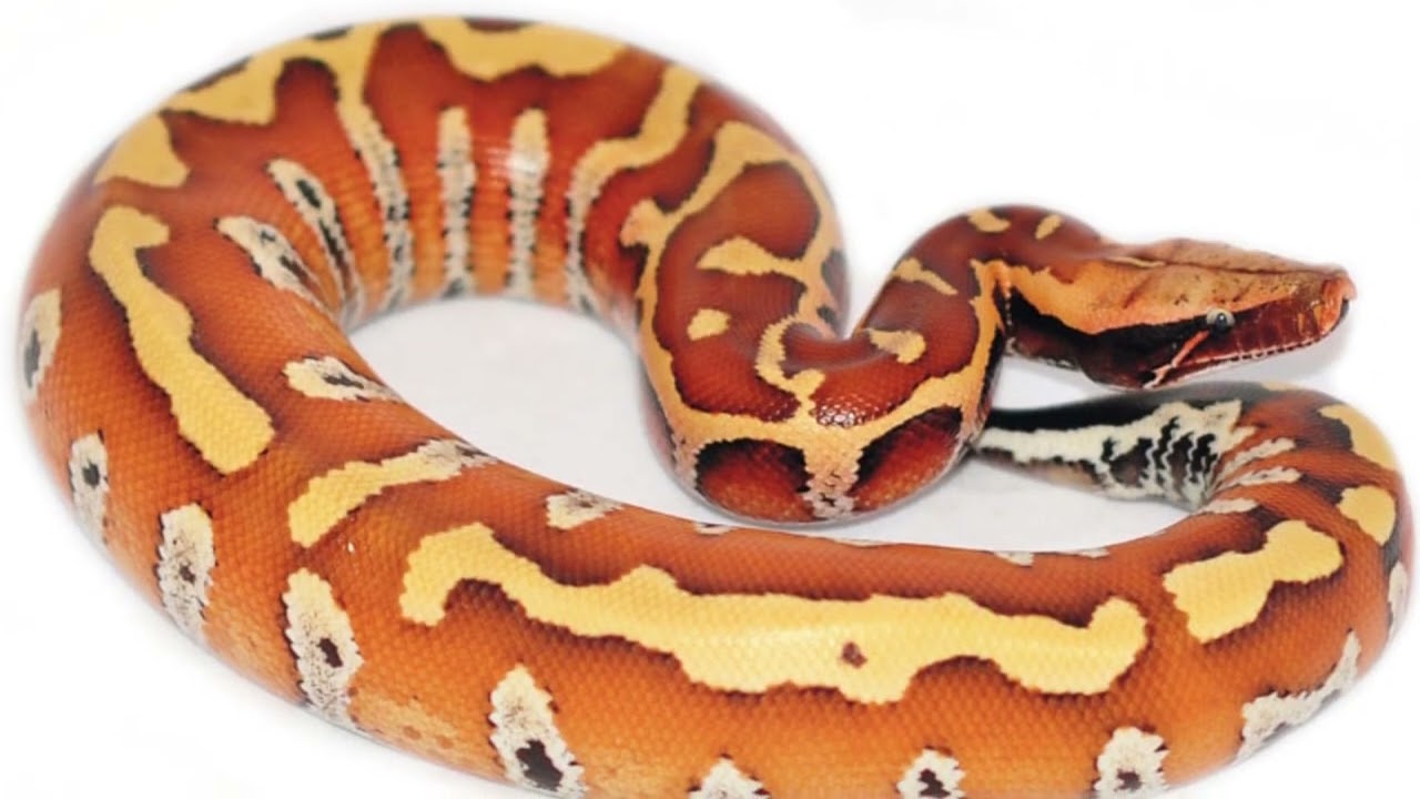 [Blood Python] Amazing Blood Python Facts || Where to Find Blood Pythons