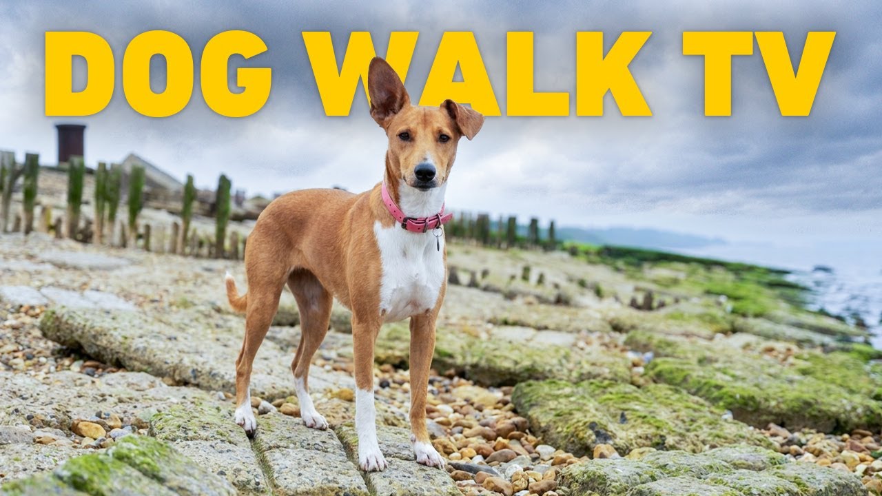 🔴 TV For Dogs To Watch 24/7 🌊 Coastal Dog Walk Along Pebbles & Concrete Ruins 🐾 Nature Sounds HDR