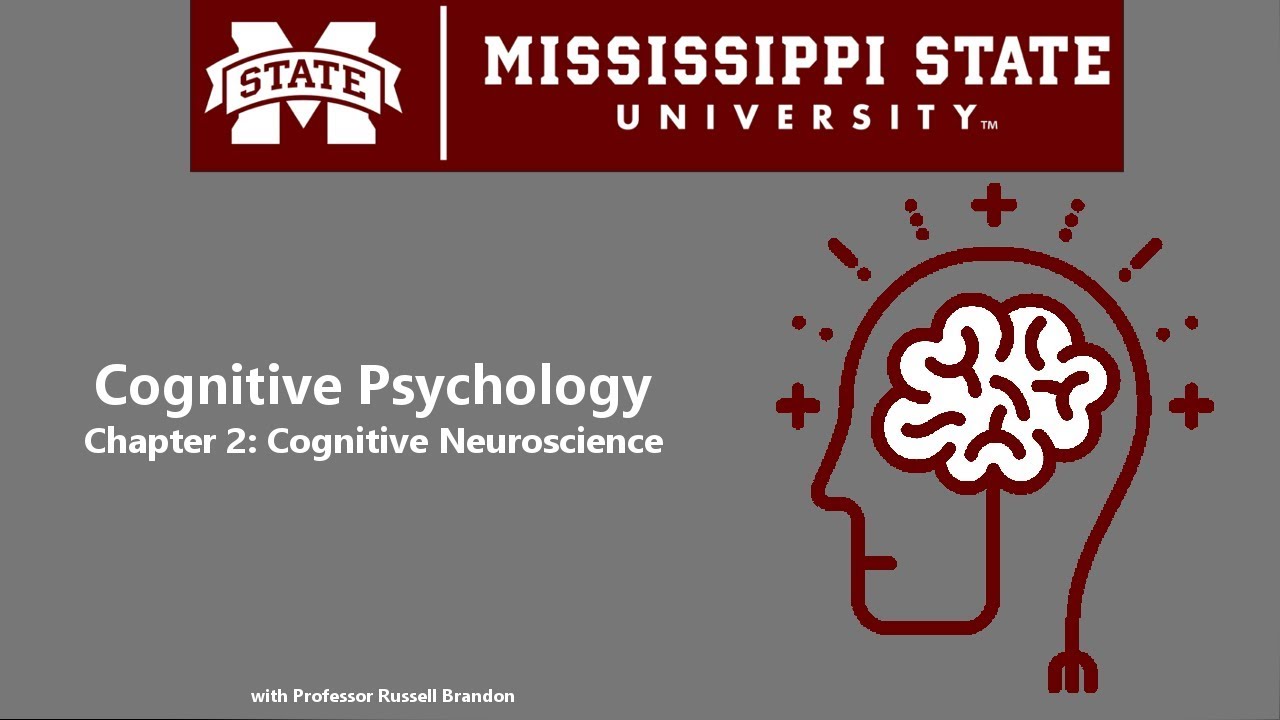Chapter 2 -  Cognitive Neuroscience