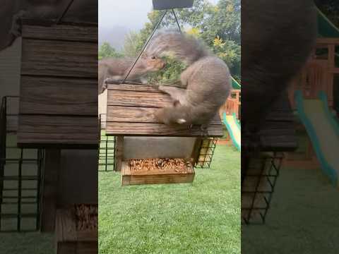 Scuffling squirrels #nature #animals #wildlife #wildanimalvswildanimal #squirrels #squirrel #new