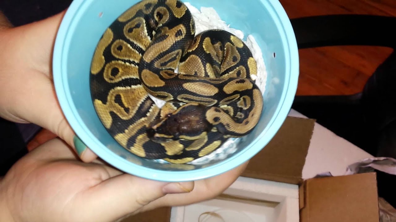 Unboxing ball python from backwater reptiles.