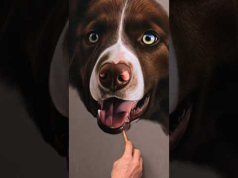 Border Collie Drawing #art #spftpastel #dogs #creative