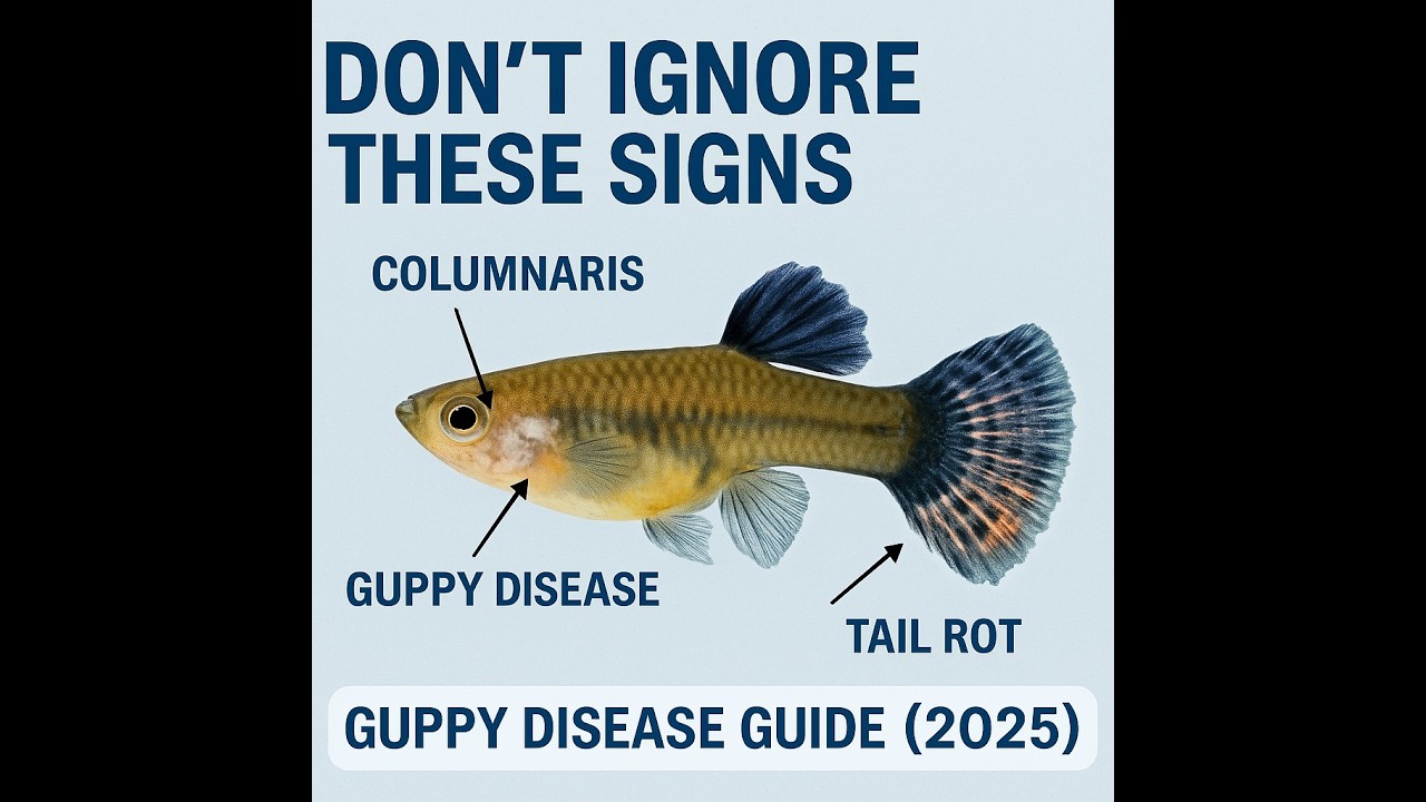 How to Stop Guppies Dying