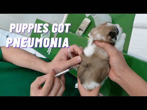 Saving My 12-Day-Old Puppy from Pneumonia - Pneumonia Symptoms in Dogs