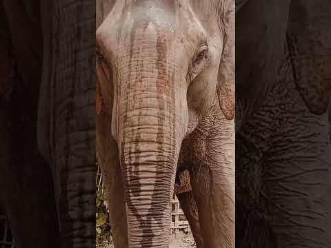Elephant sound