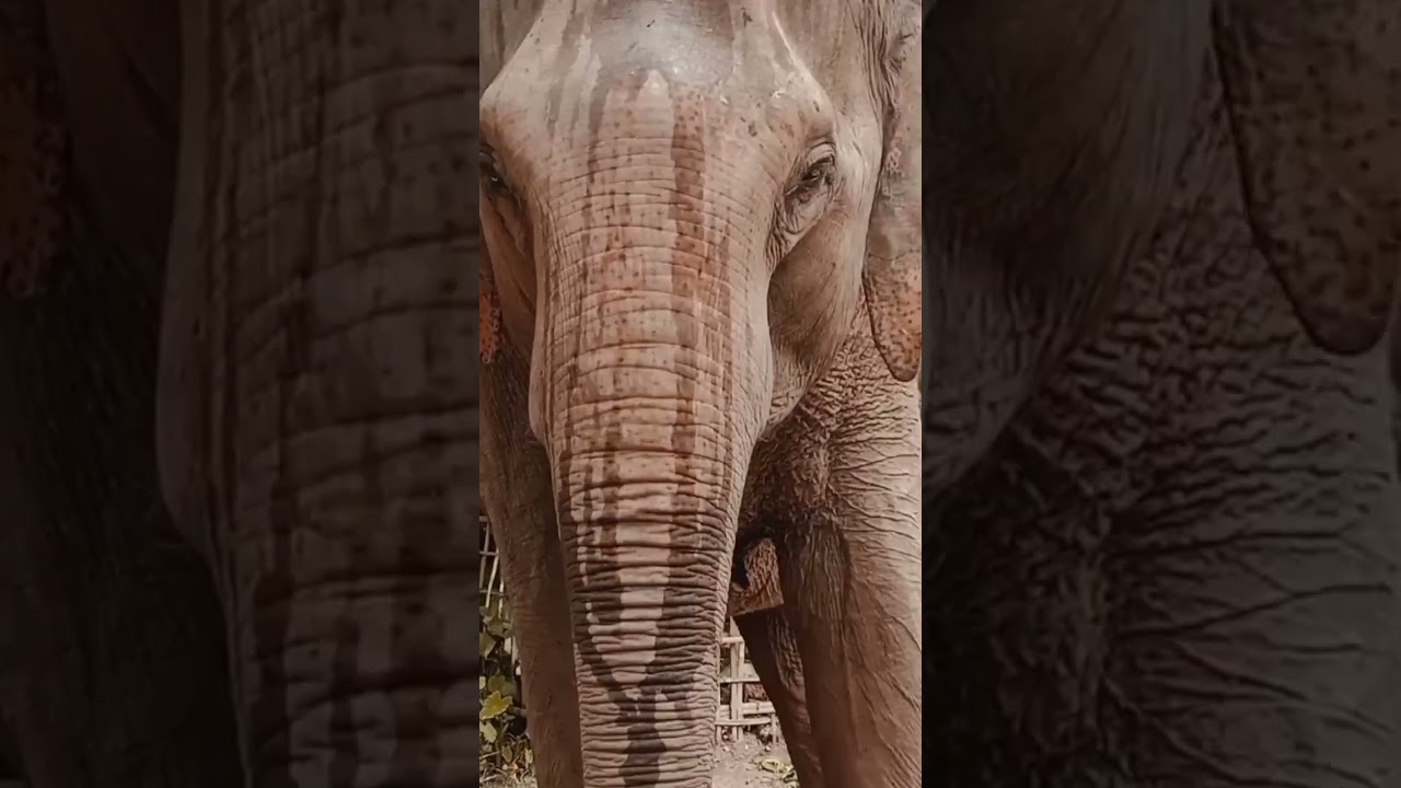 Elephant sound