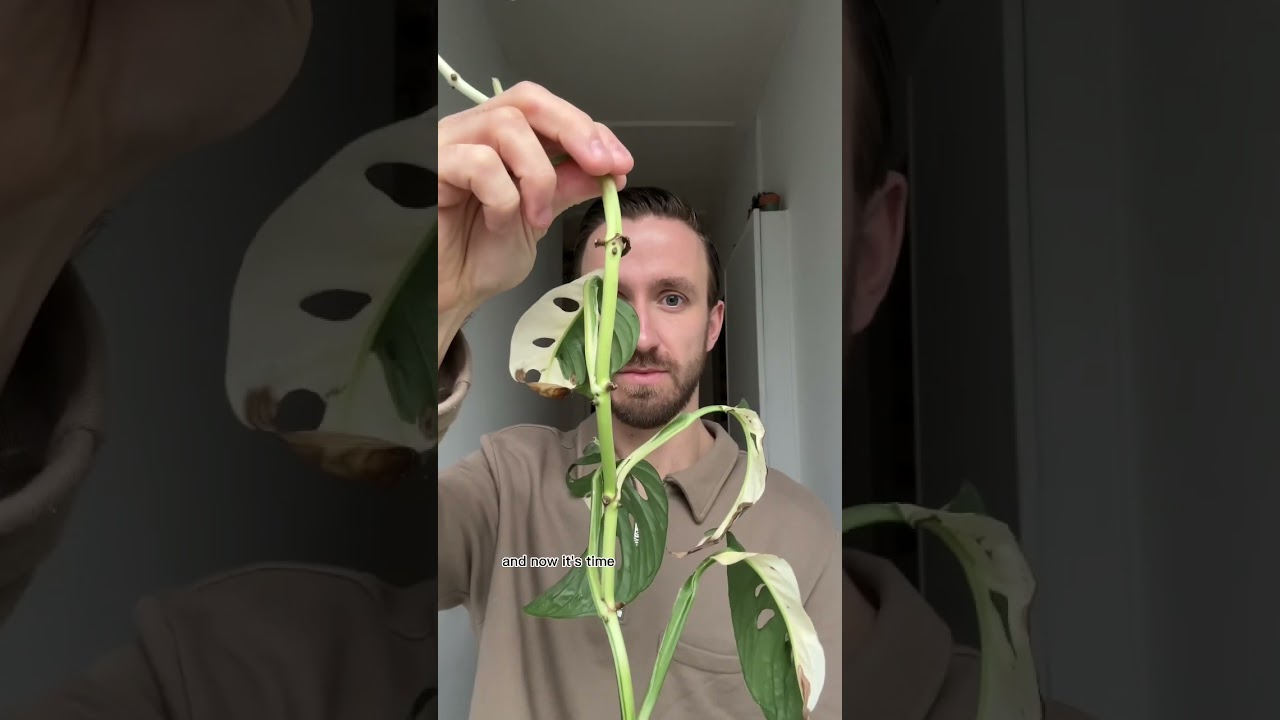Propagating my variegated #monsteraadansonii  #houseplants
