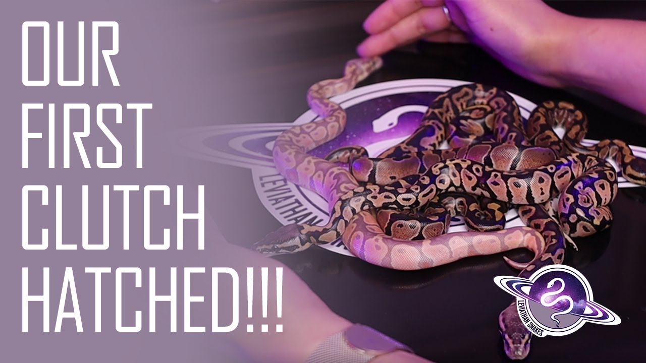 Our FIRST Ball Python Clutch HATCHED | Baby Ball Pythons!