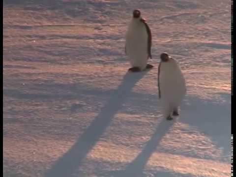Penguin PonyPunch from South Africa Walking Around